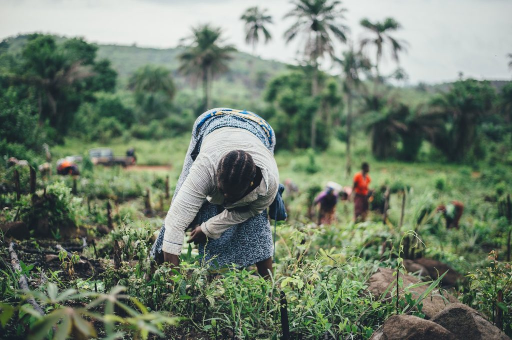 What Is Smallholder Farming? - Greenvest Environmental Initiative